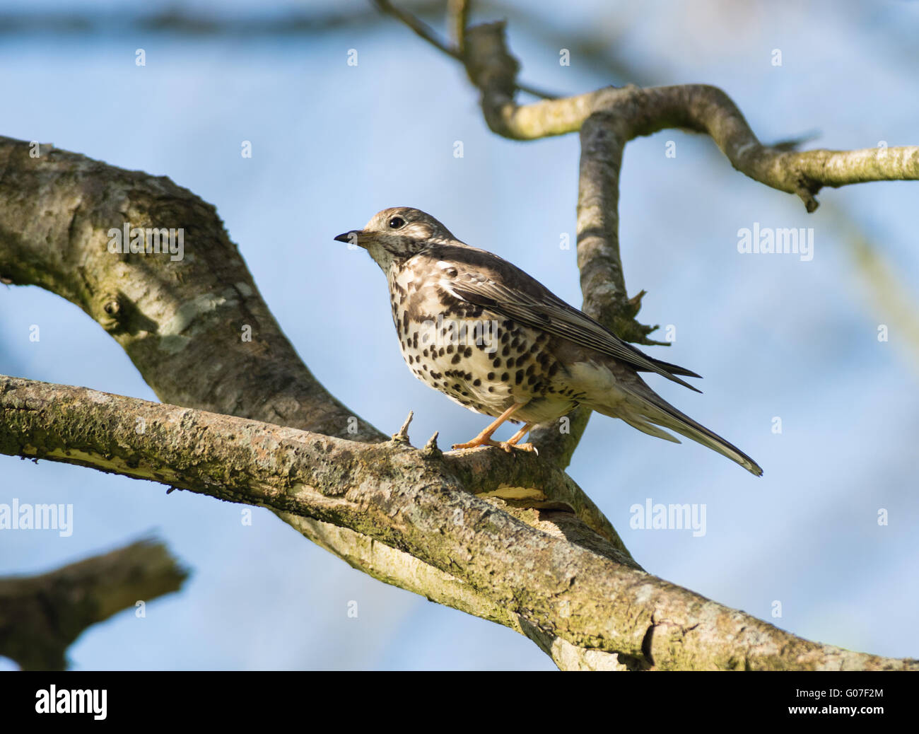Mistle thrush bird perched on a tree branch Stock Photo - Alamy