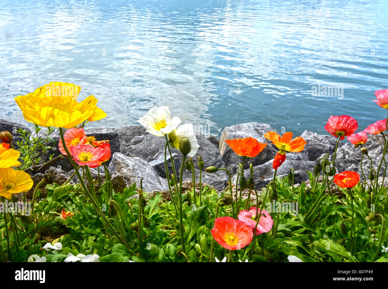 Flowers against mountains and lake Geneva from the Embankment in ...