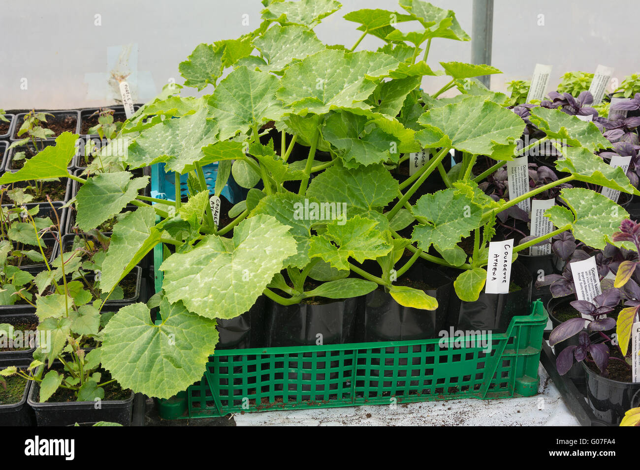 Tray of young courgette/zucchini plants ready for planting Stock Photo ...