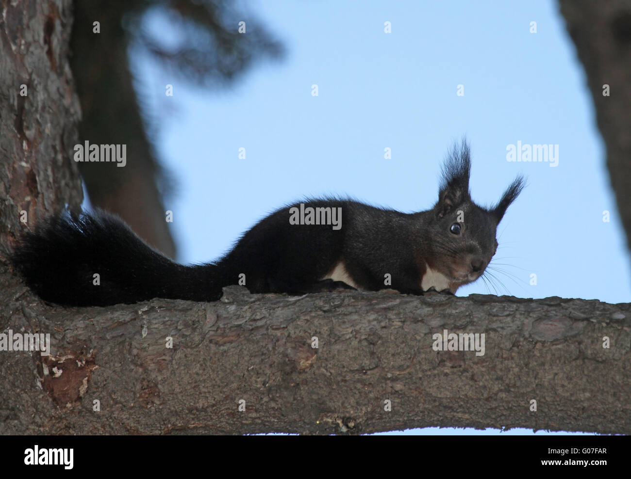 Sciuridae flying squirrels hi-res stock photography and images - Alamy