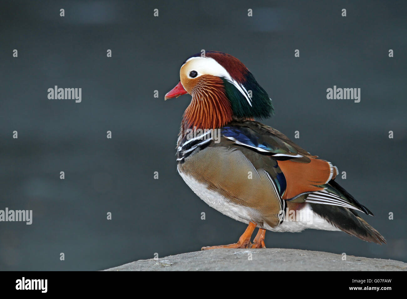 Mandarinenten mannchen hi-res stock photography and images - Alamy