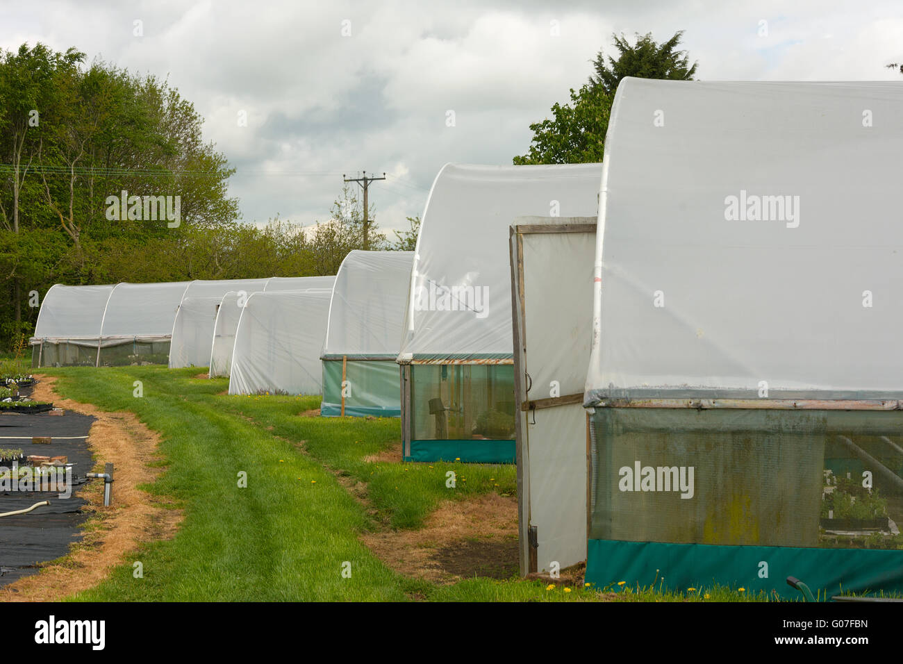 Horticultural polytunnel for growing tender plants Stock Photo - Alamy