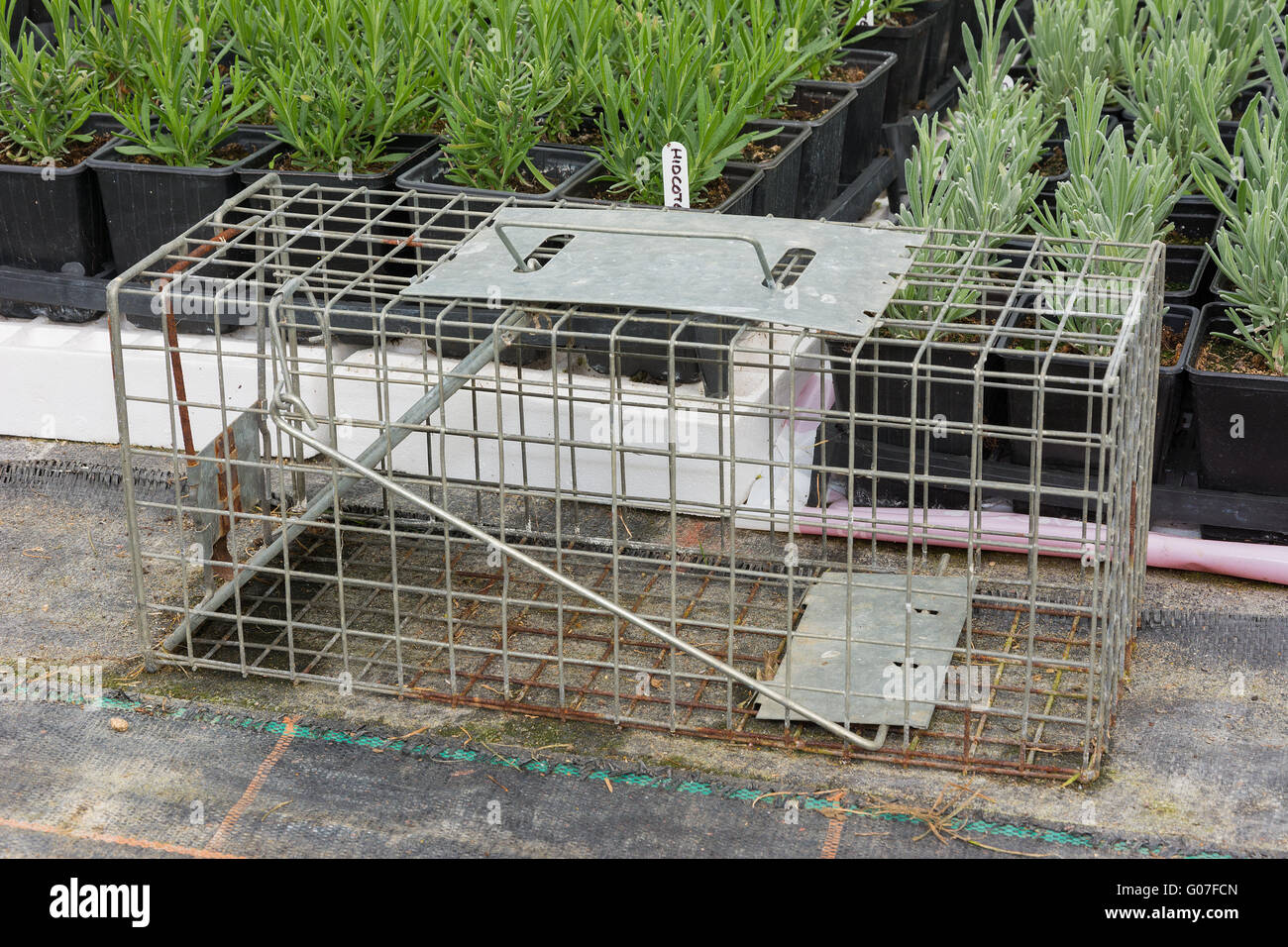 Rat in a trap hi-res stock photography and images - Alamy