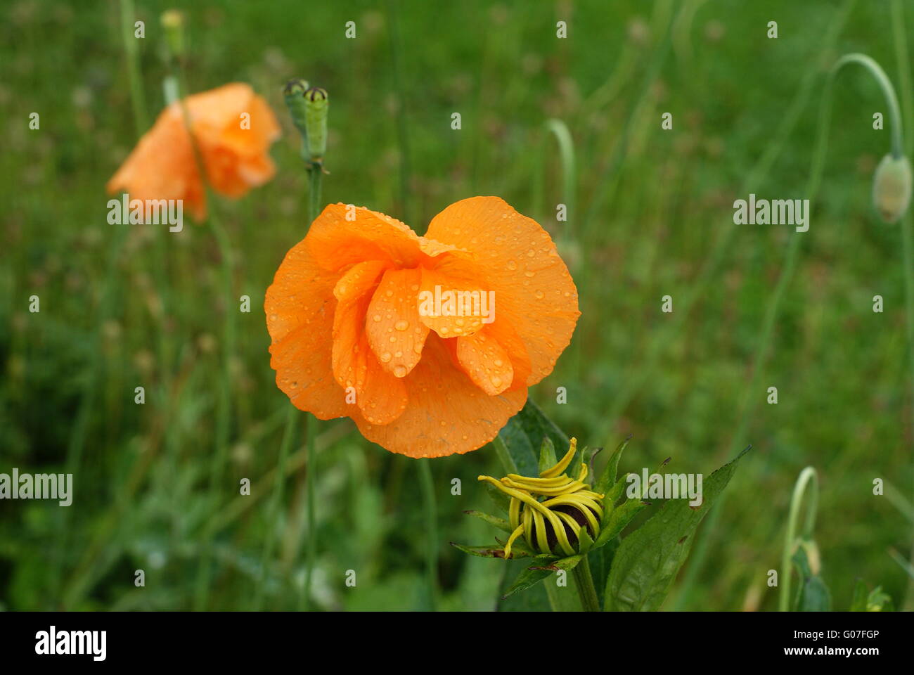 poppy in dew Stock Photo - Alamy