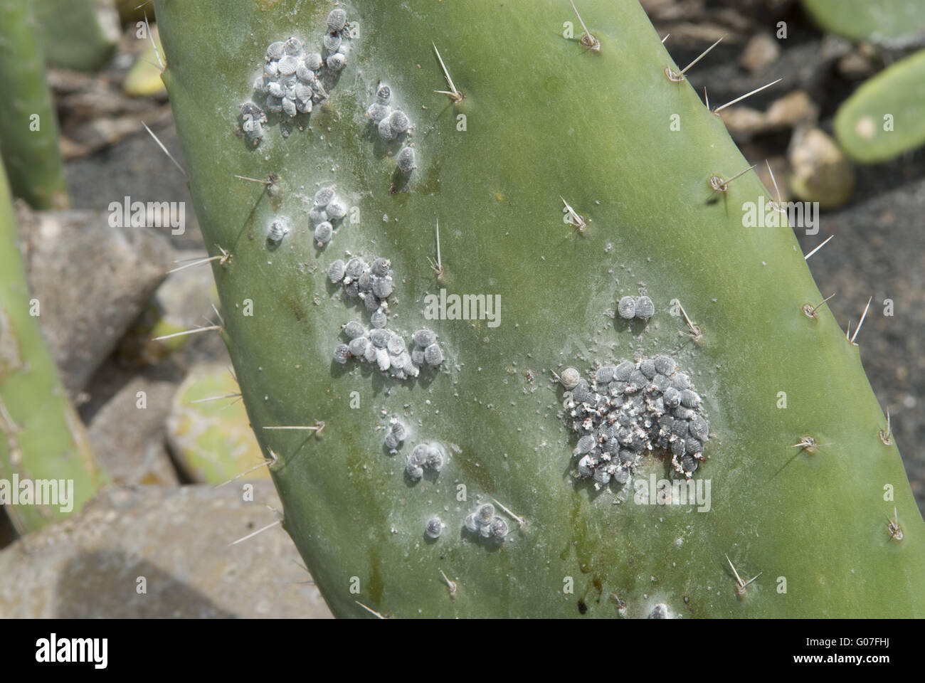 Cochenille dye hi-res stock photography and images - Alamy