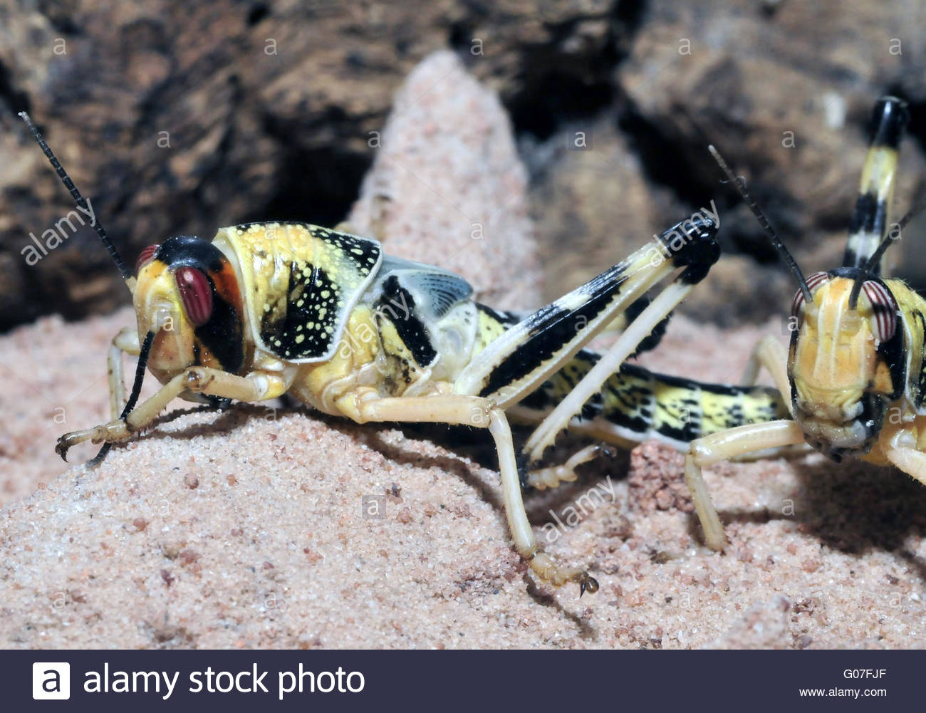 Gregarious Nature High Resolution Stock Photography and Images - Alamy