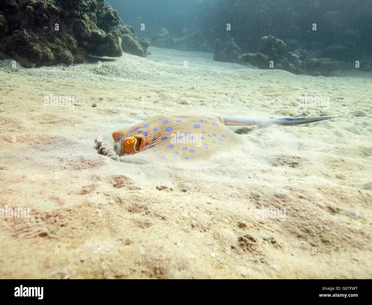 bluespotted ribbontail ray Stock Photo - Alamy
