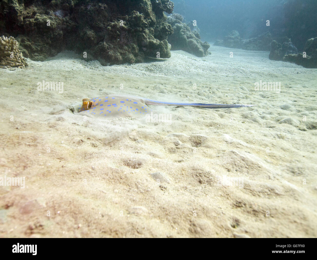 bluespotted ribbontail ray Stock Photo - Alamy