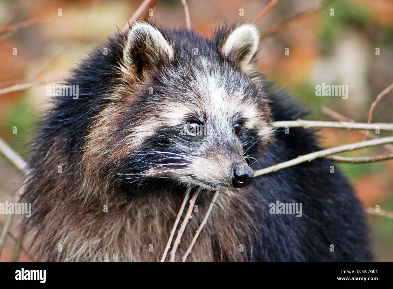 Cute north american raccoon procyon hi-res stock photography and images ...