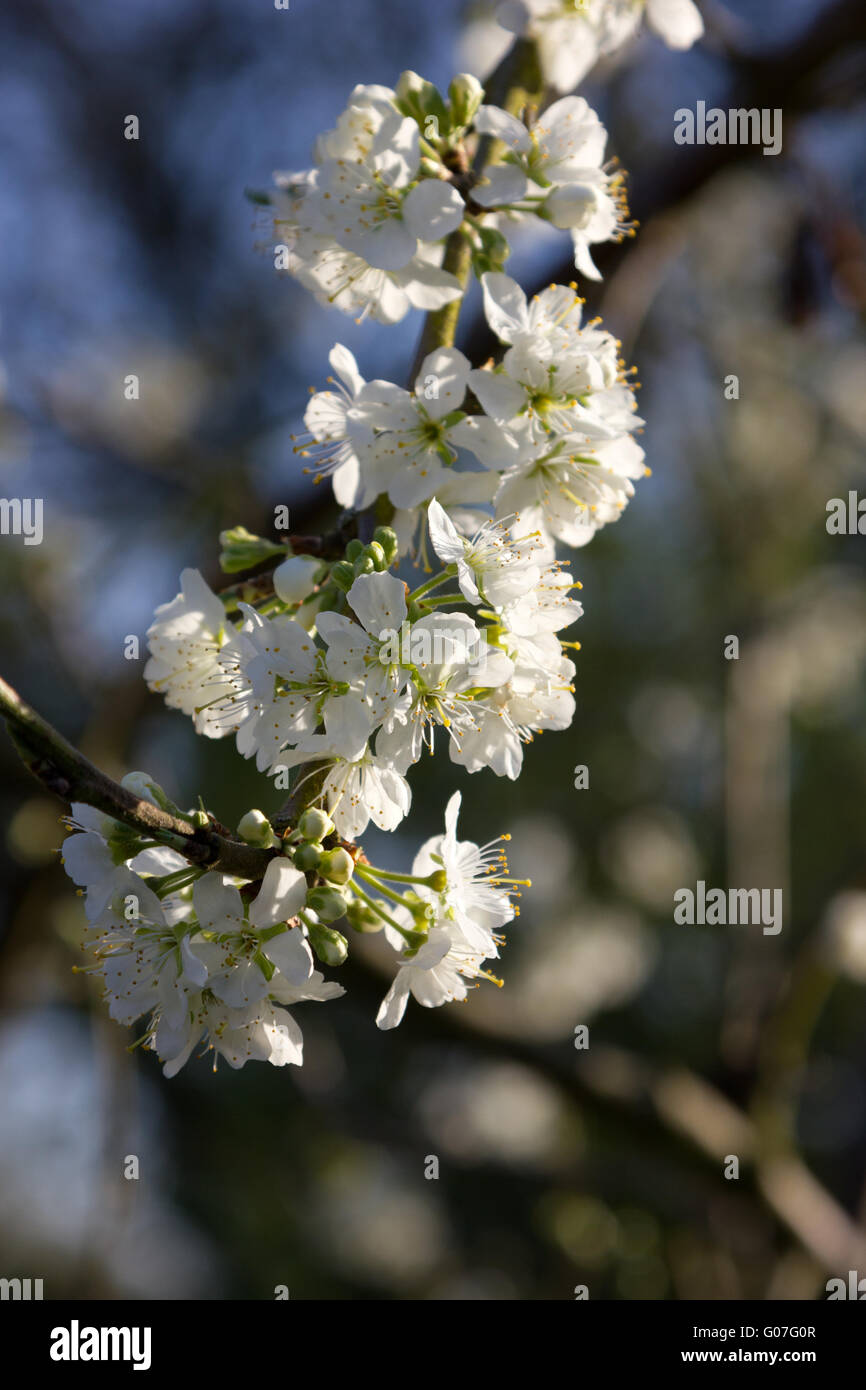Victoria plum tree hi-res stock photography and images - Alamy