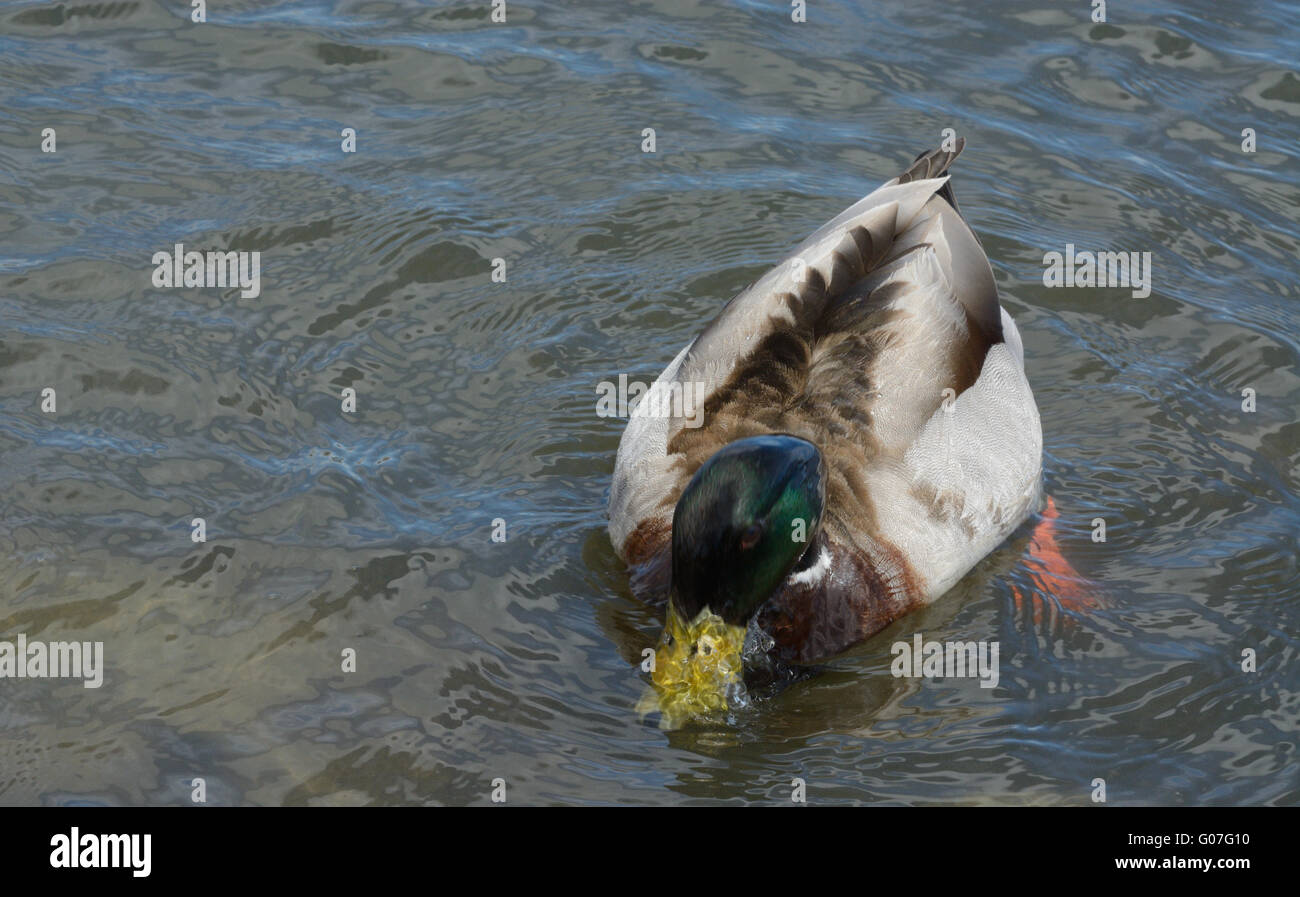 Mallard duck diving for food with water flowing over bill Stock Photo ...