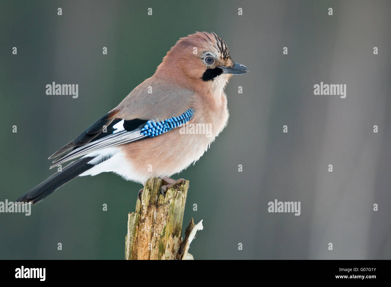 European Jay - Garrulus glandarius Stock Photo - Alamy