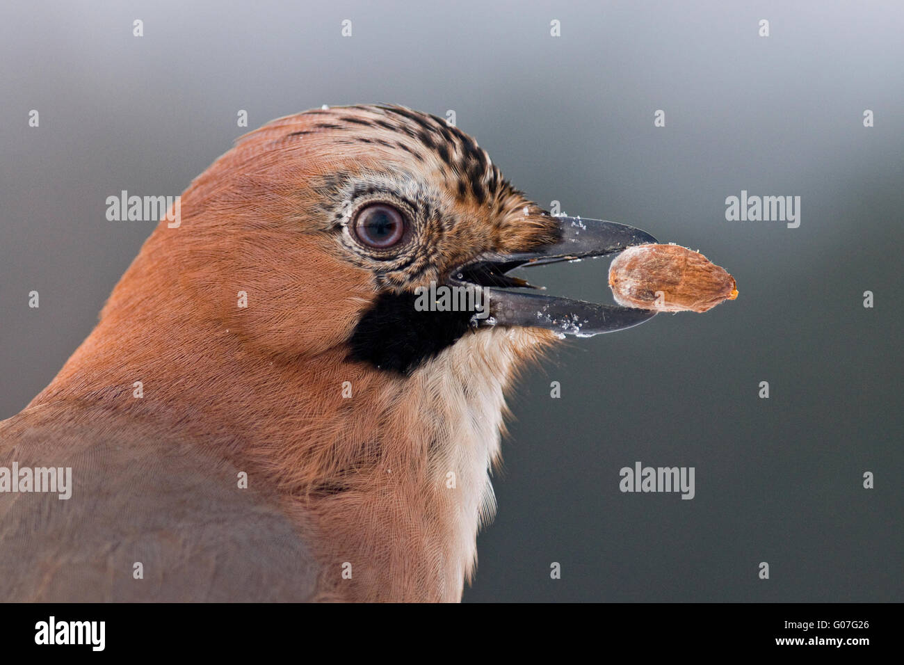 Jay bird acorn hi-res stock photography and images - Alamy