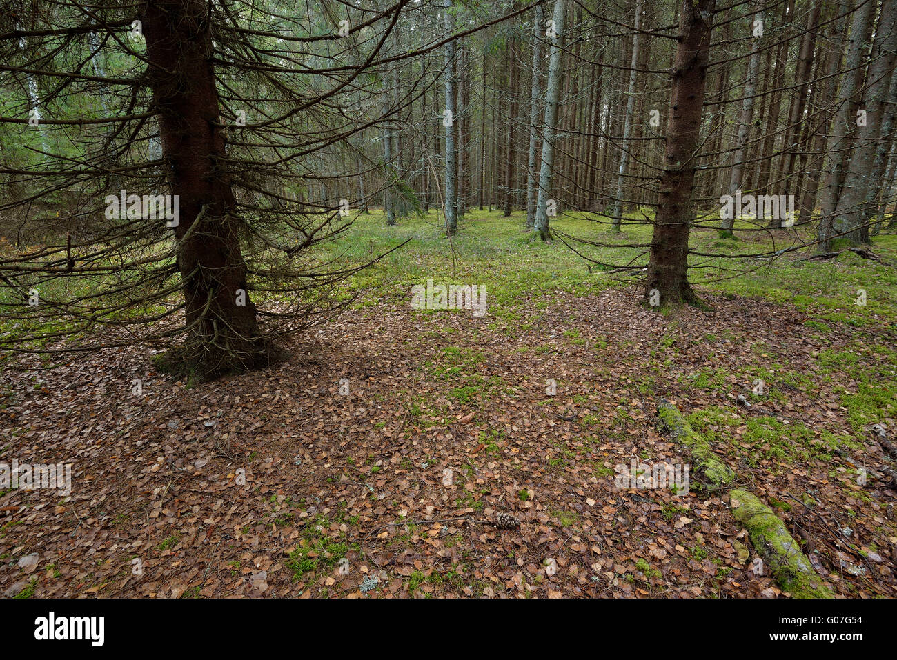 Alam pedja nature reserve hi-res stock photography and images - Alamy