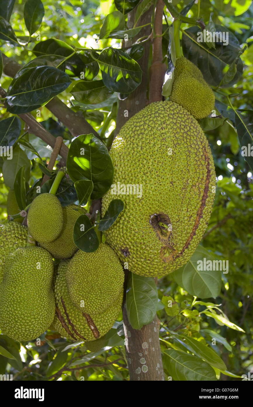 Day of jack fruit hi-res stock photography and images - Alamy