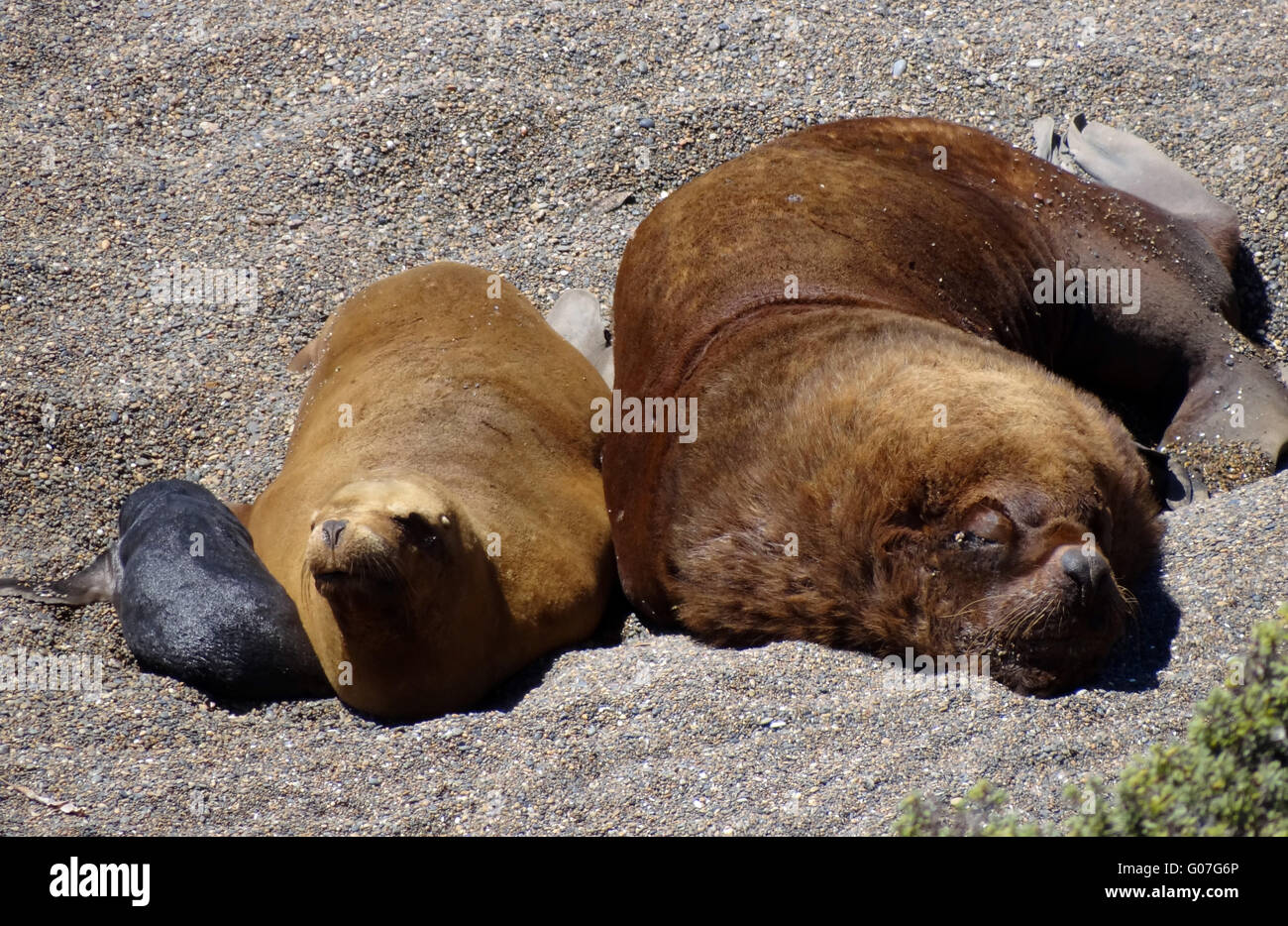 Lazy sea lions hi-res stock photography and images - Alamy