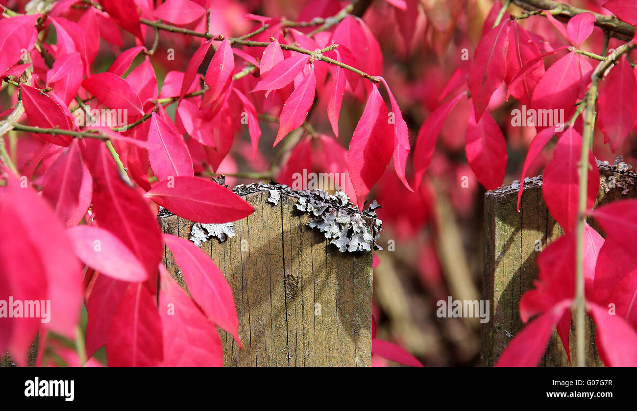 Pink plat hi-res stock photography and images - Alamy