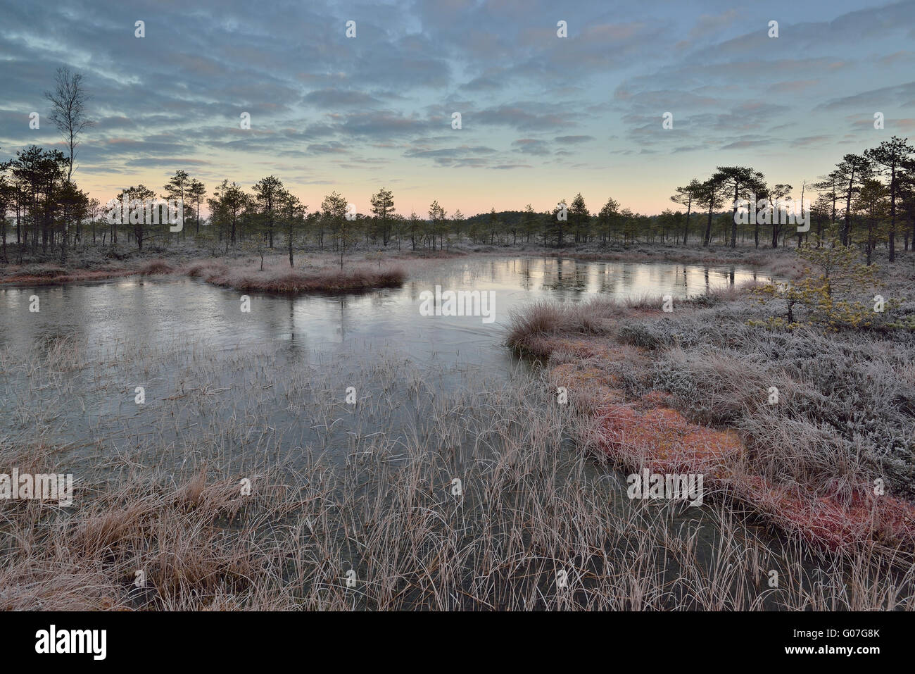 Cold morning in the swamp Stock Photo - Alamy