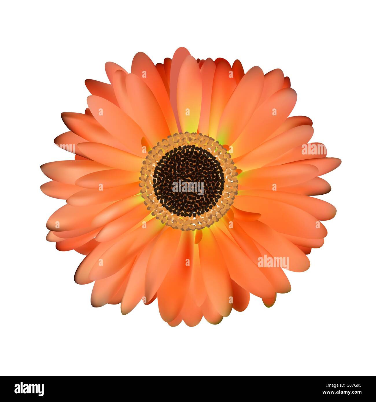 Group white daisy flowers Stock Vector Images - Alamy