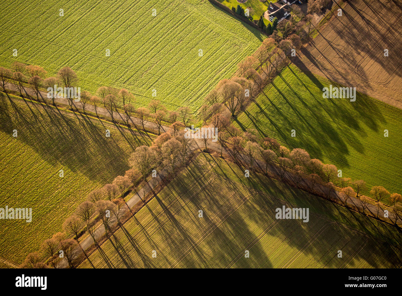 crossroads with trees at antumn Stock Photo - Alamy