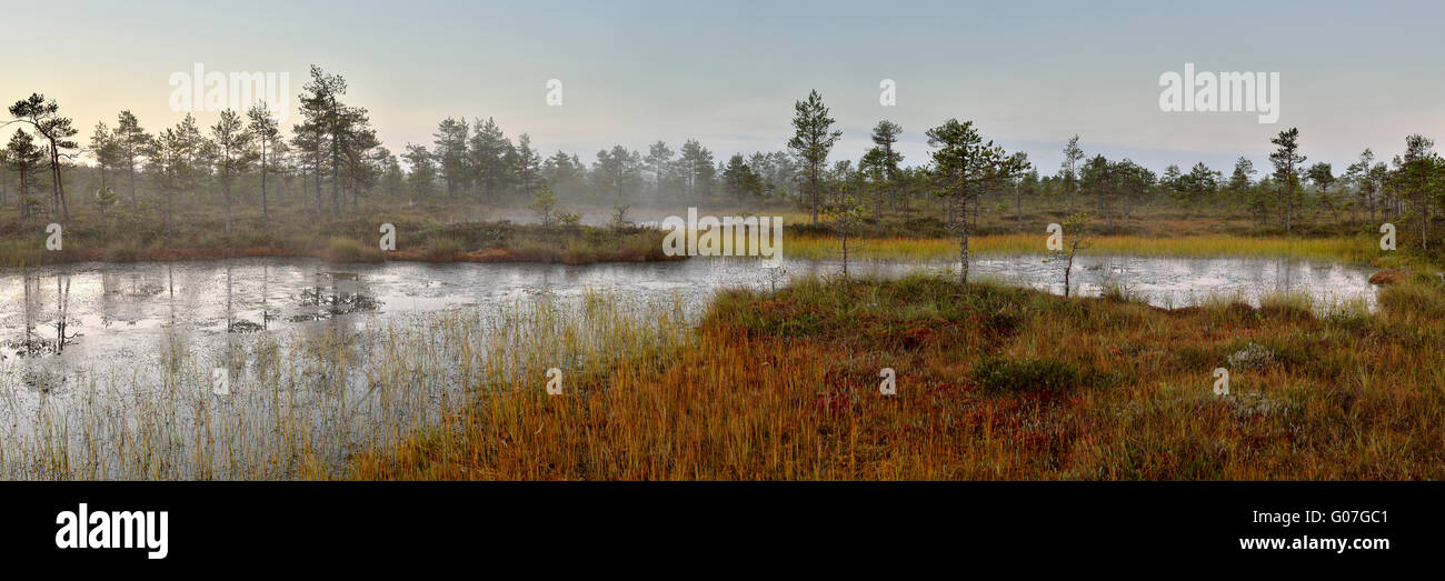 Wetland swamp water grass hi-res stock photography and images - Alamy