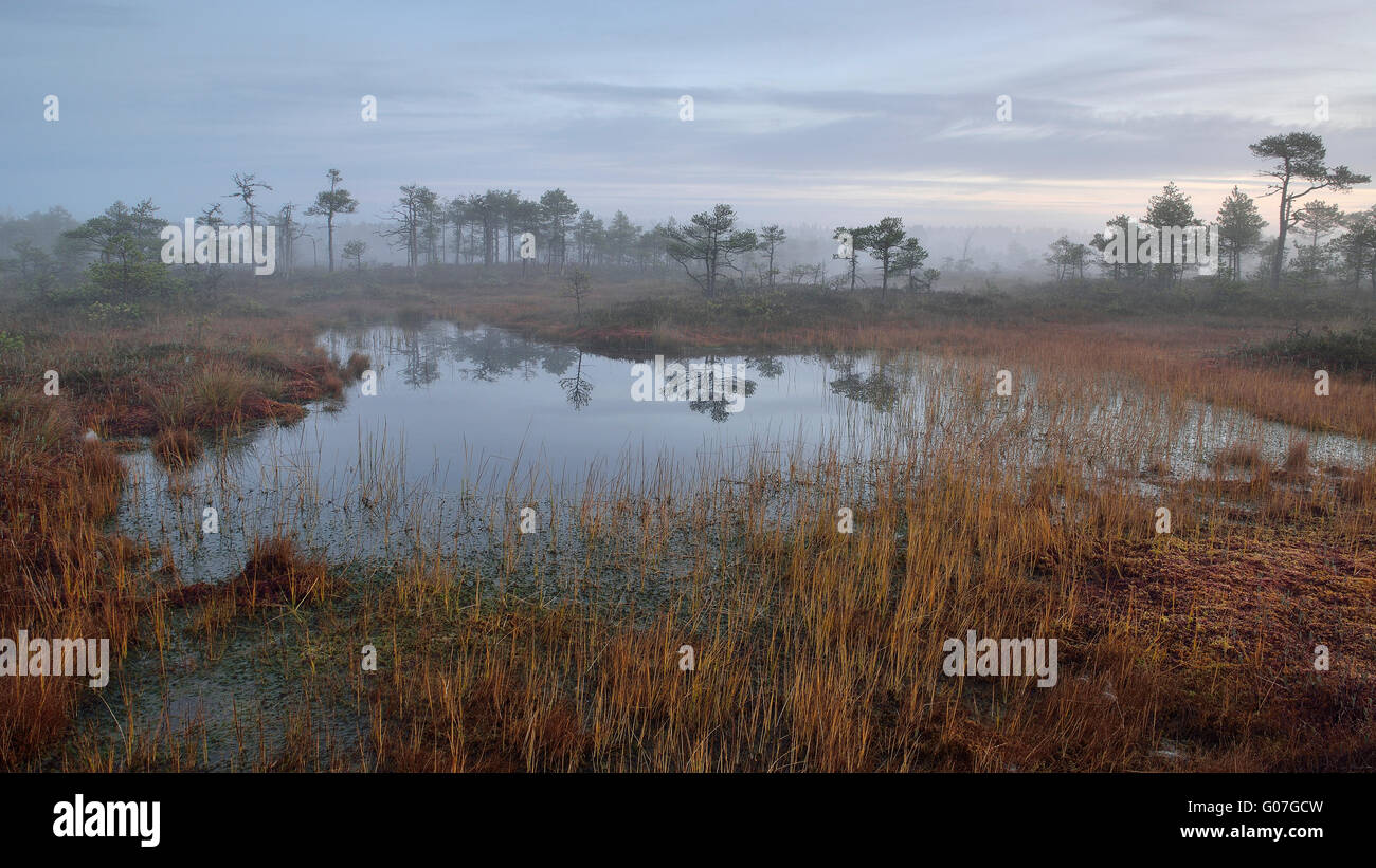 Autumn morning in the swamp Stock Photo - Alamy