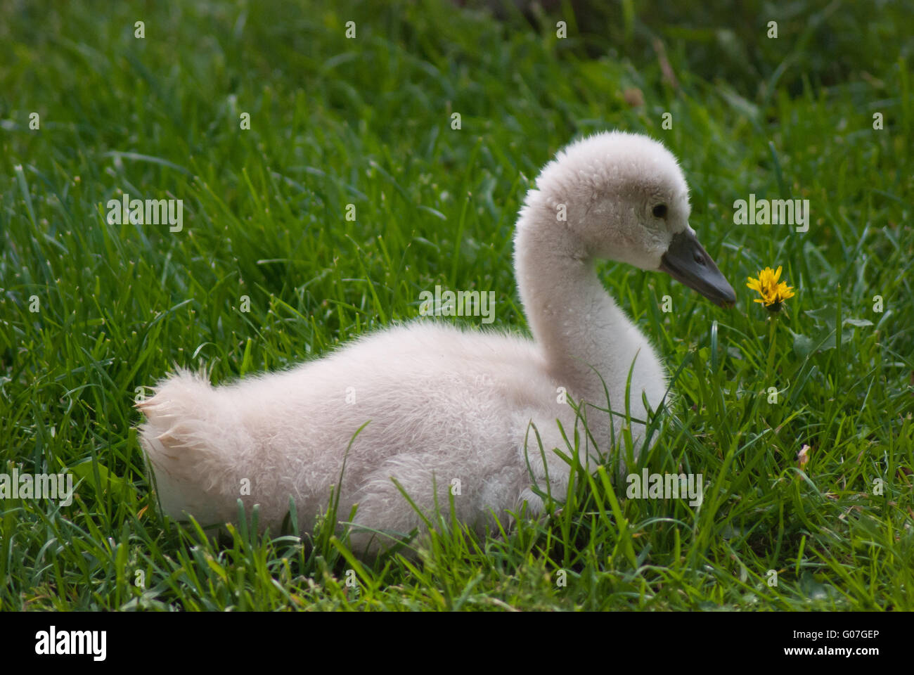 Animalia animals hi-res stock photography and images - Alamy