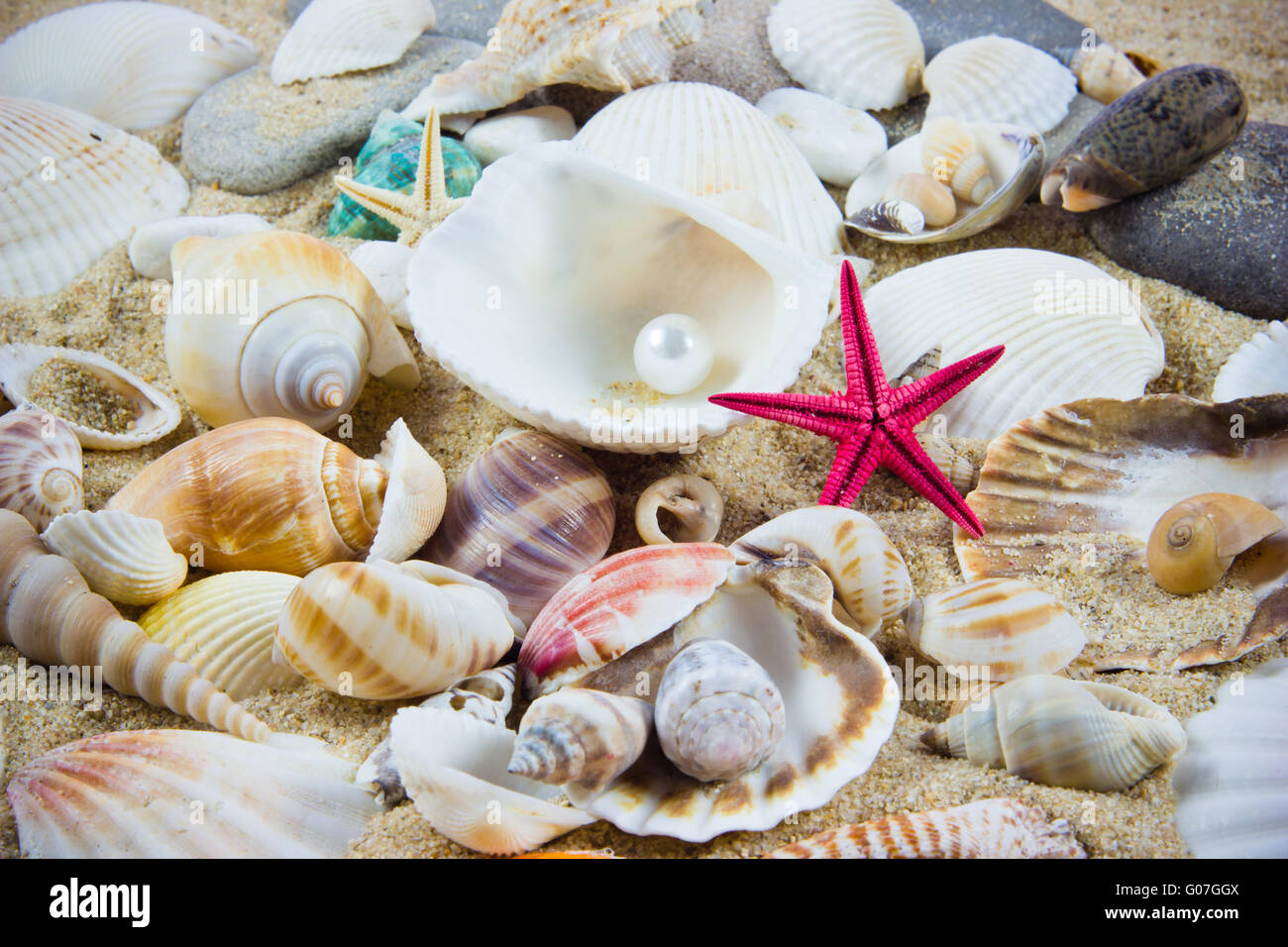 The exotic sea shell . treasure from the sea Stock Photo - Alamy