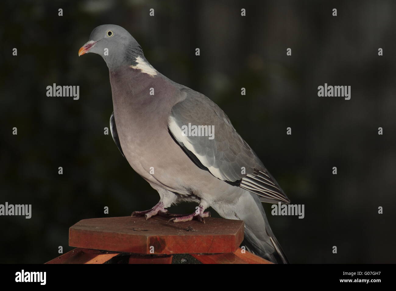 Common Wood Pigeon 1 Stock Photo - Alamy