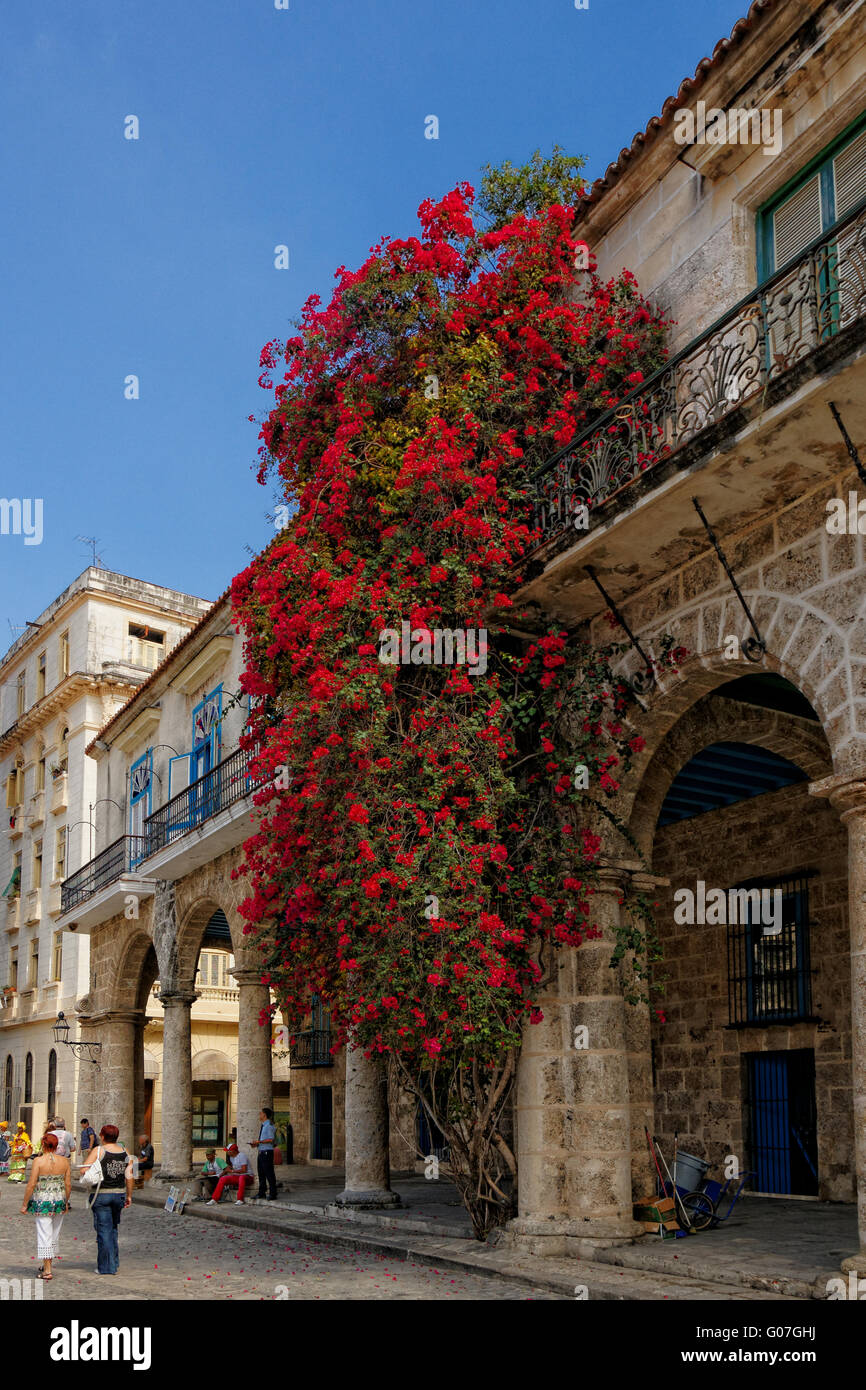 Old Square, Havana, Cuba Stock Photo - Alamy