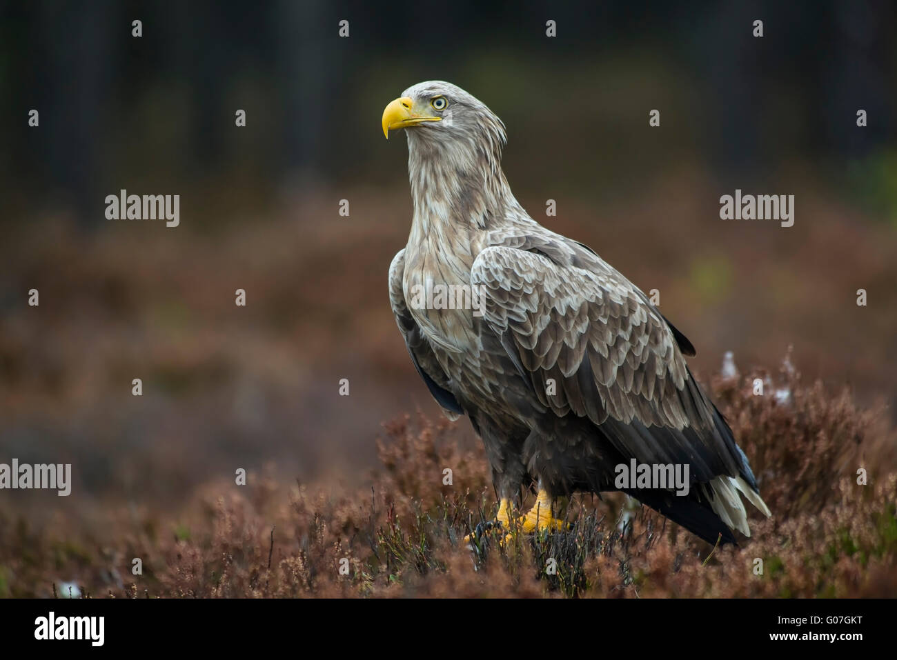 Wet eagle hi-res stock photography and images - Alamy