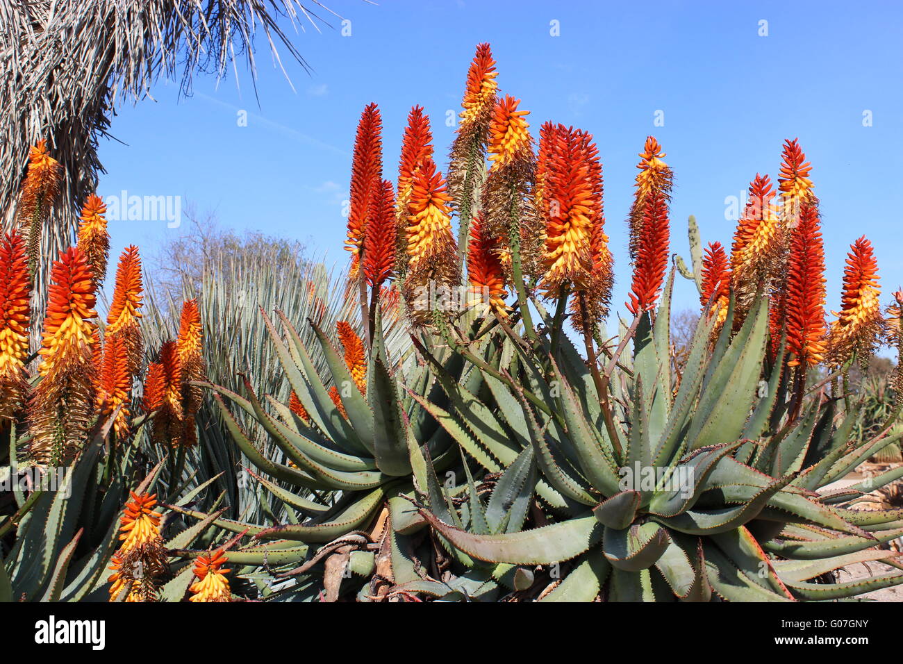 Capaloe hi-res stock photography and images - Alamy