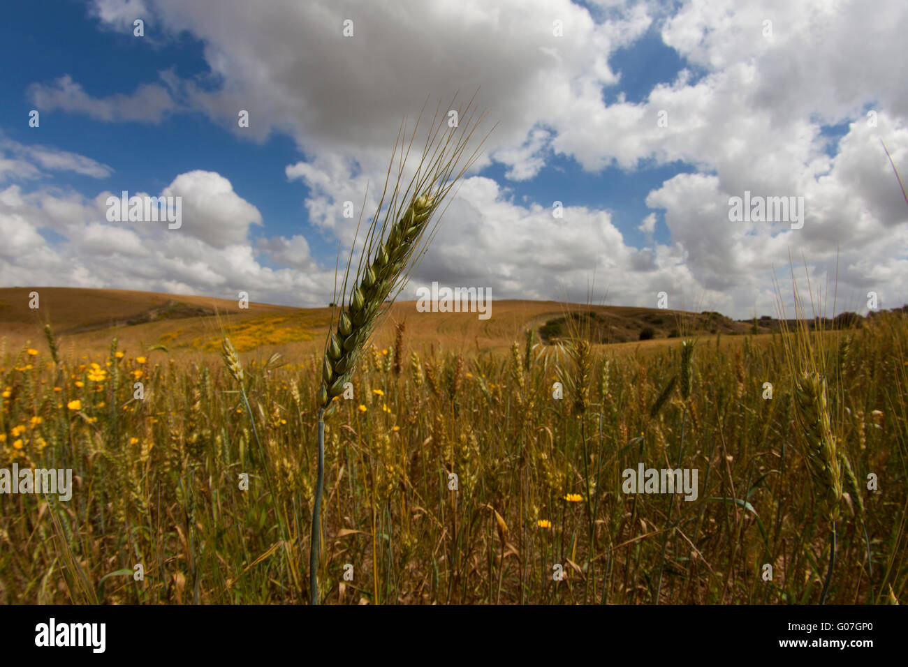 Wheat field. Israel Stock Photo - Alamy