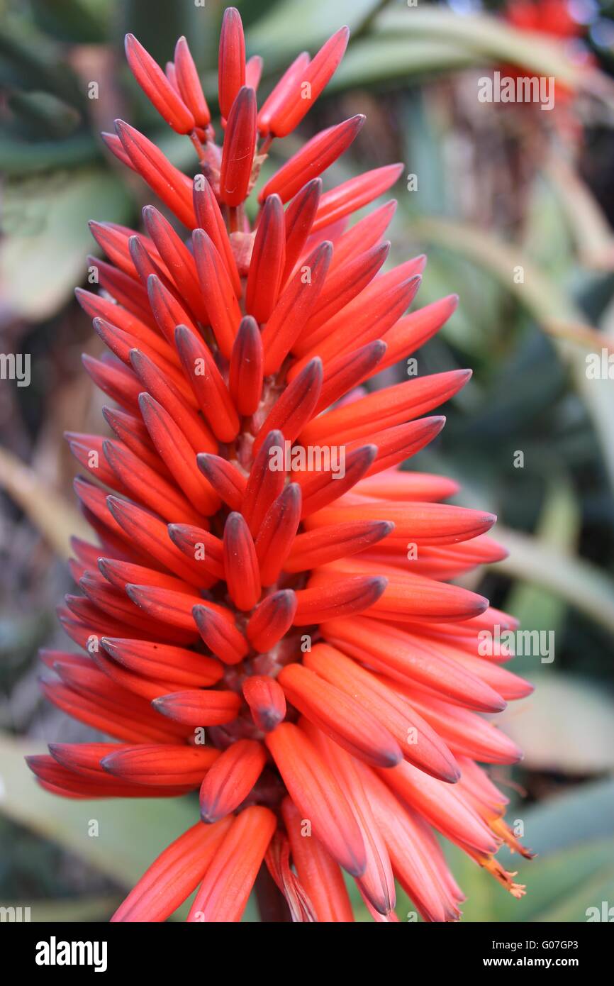 Red aloe vera hi-res stock photography and images - Alamy