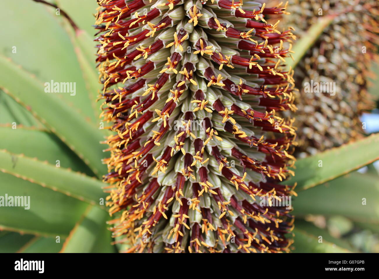 Aloe Bloom High Resolution Stock Photography and Images - Alamy