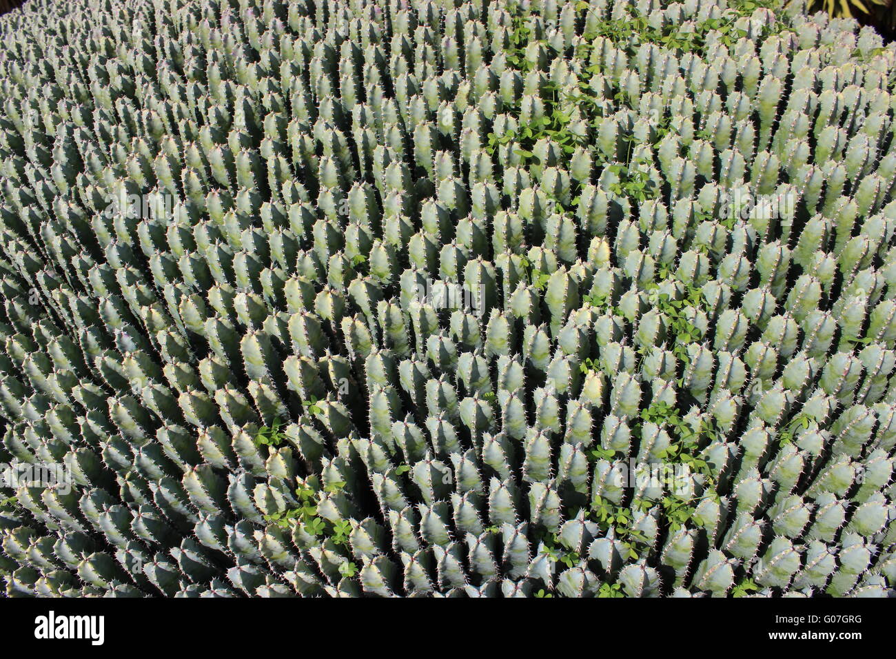 Garden spurge hi-res stock photography and images - Alamy