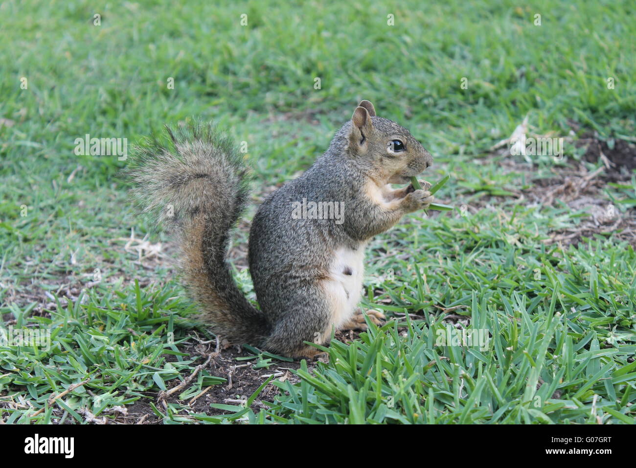 eastern gray squirrel Stock Photo - Alamy