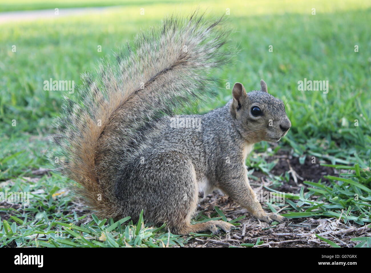 Eastern Gray Squirrel Stock Photo - Alamy