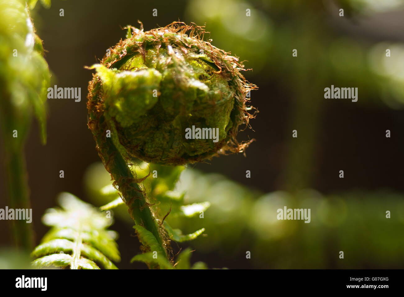 remote wood fern - Dryopteris remota Stock Photo - Alamy