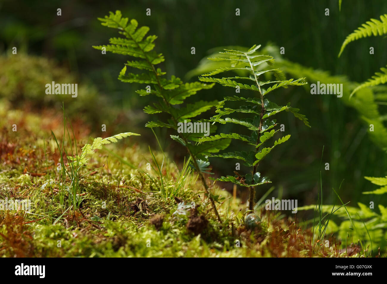 fern in a forrest Stock Photo - Alamy