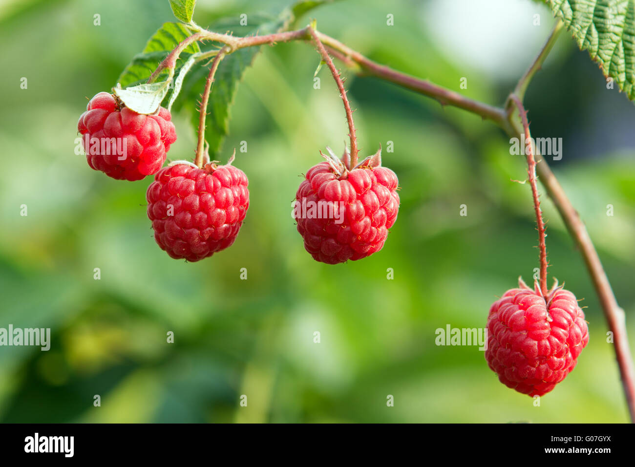 Beautiful berries on blur green background of leaves Stock Photo - Alamy