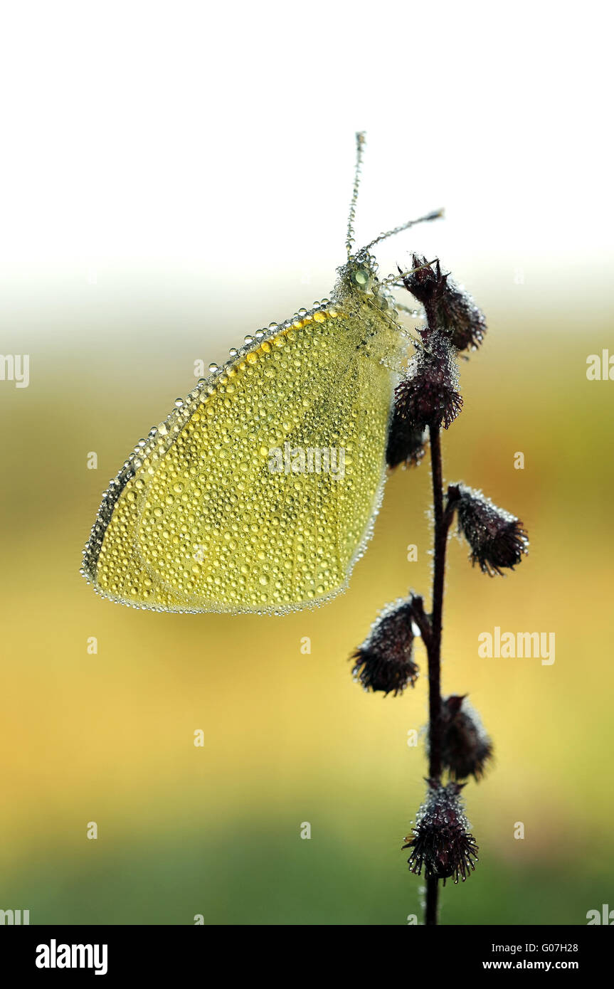 Calm insect hi-res stock photography and images - Alamy