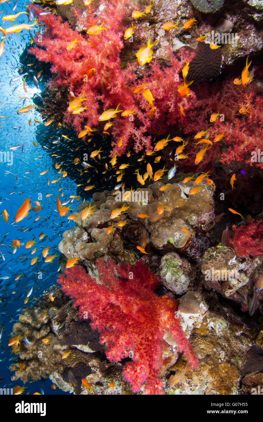 Fish underwater scenery hi-res stock photography and images - Alamy