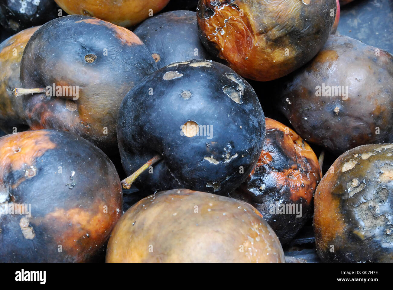 Heap of Rotting Apples Stock Photo - Alamy