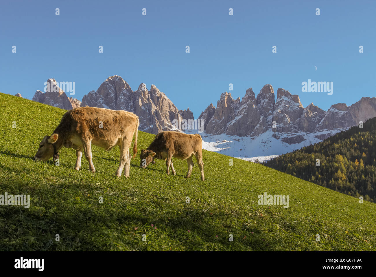 Abondance cow hi-res stock photography and images - Alamy
