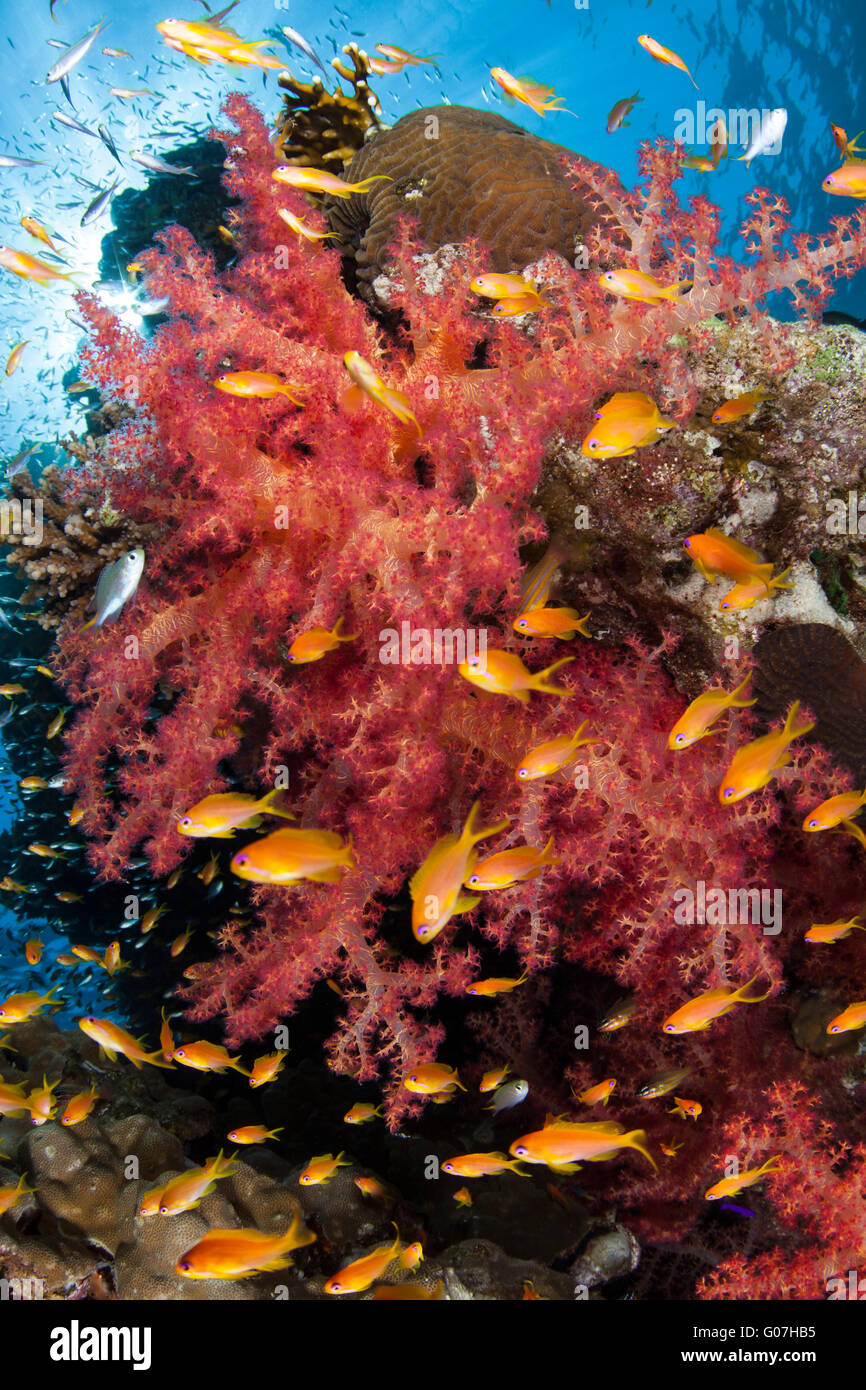 Fish underwater scenery hi-res stock photography and images - Alamy