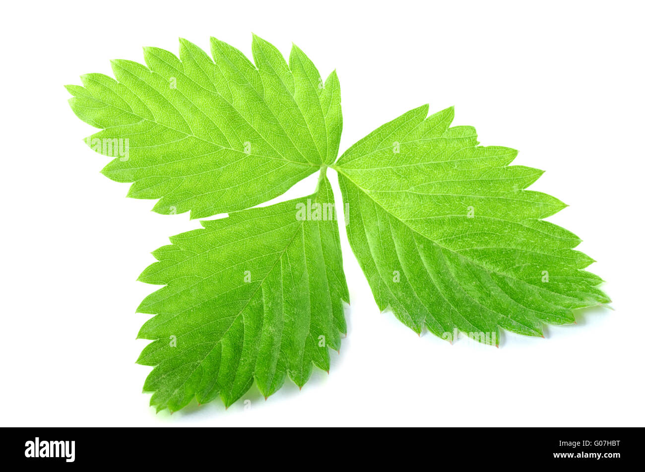 Green leaf of a strawberry Stock Photo - Alamy