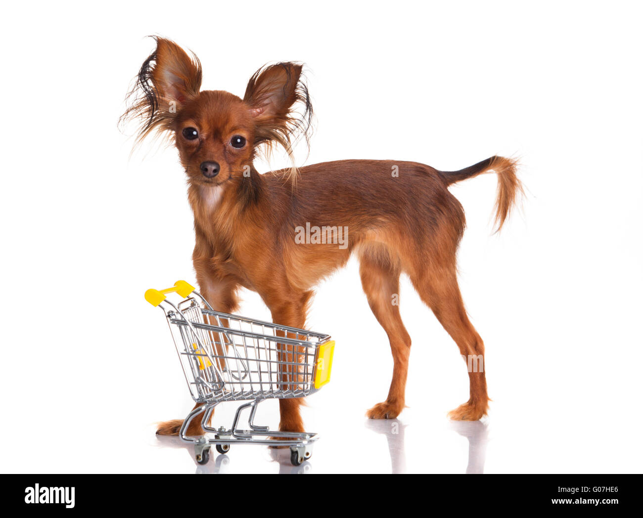 Russian toy terrier hi-res stock photography and images - Alamy