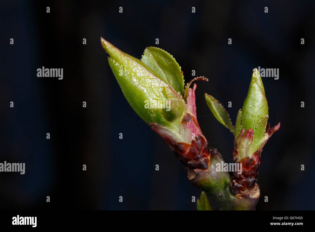 Apricot tree. Leaf buds opening. Variety 'Lillicot' Stock Photo - Alamy Apricot tree. Leaf buds opening. Variety 'Lillicot' Stock Photo - Alamy