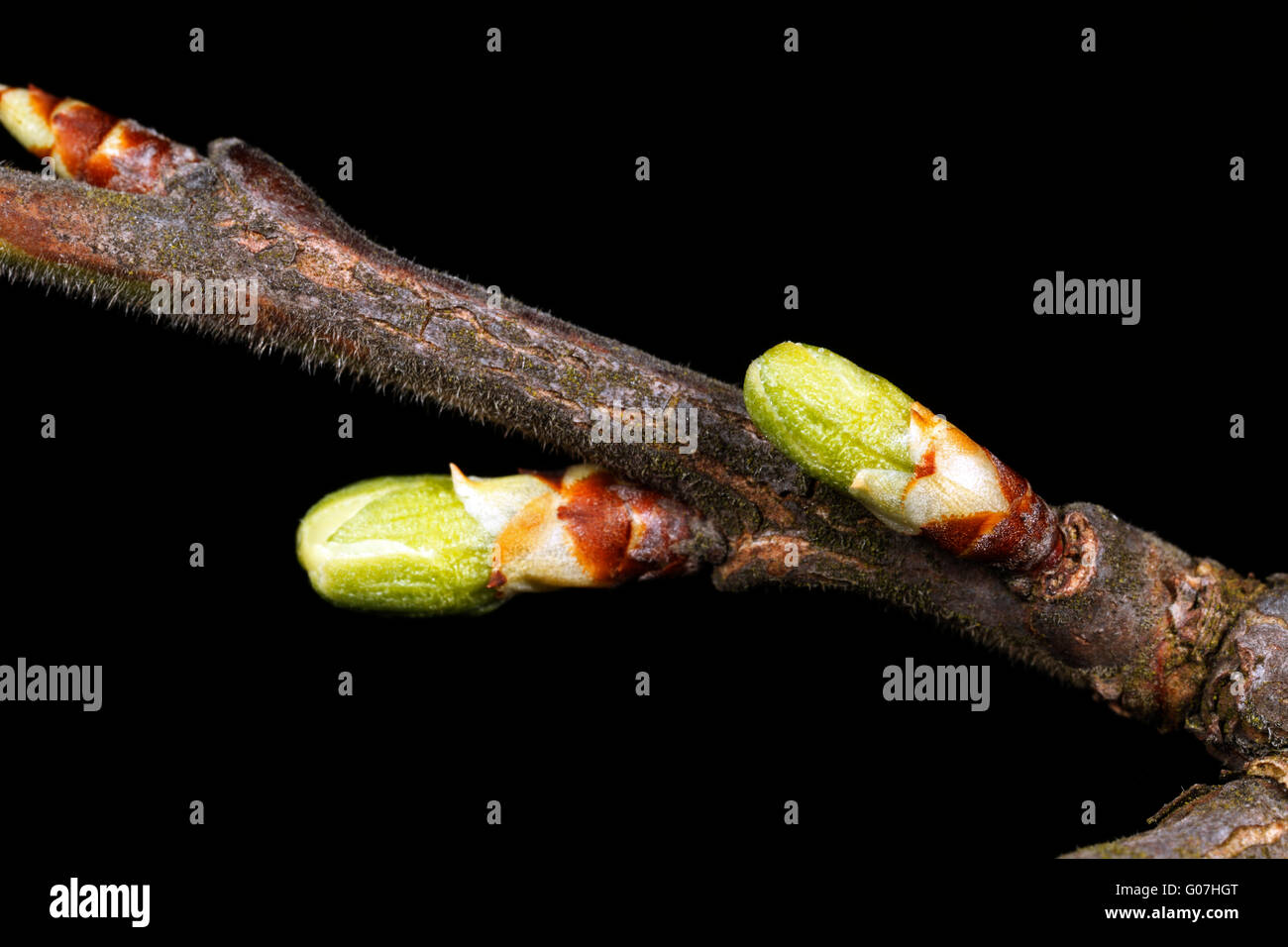 Pubescent hi-res stock photography and images - Alamy